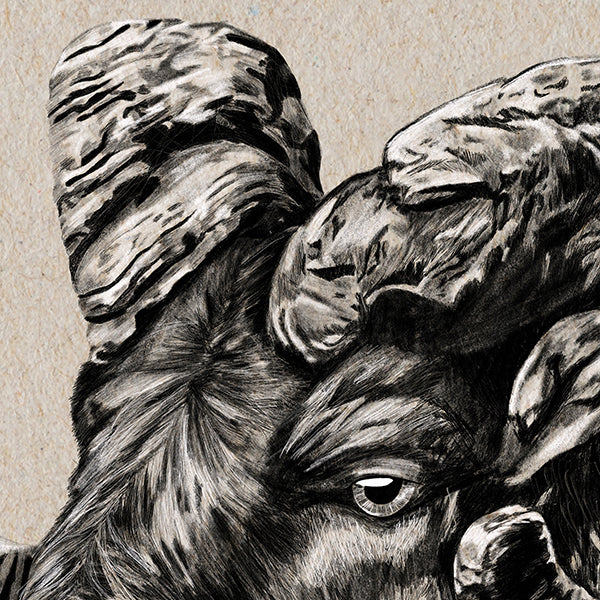 Illustration – Wild Bison Studio